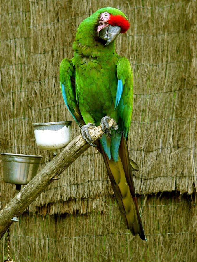 Macaw fotografia stock. Immagine di piume, appollaiato - 1255622