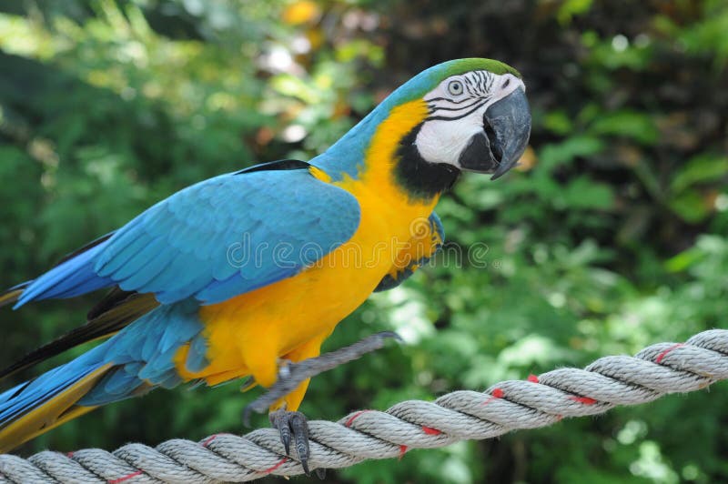 Macaw stock image. Image of bird, blue, true, macaw, parrots - 14789523