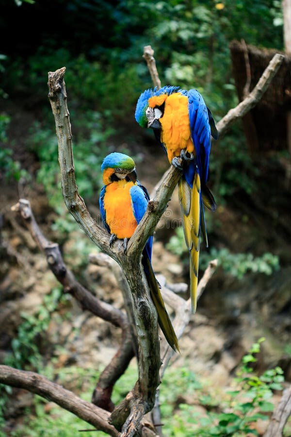 Macaw stock photo. Image of pets, climate, blue, parrot - 18248036