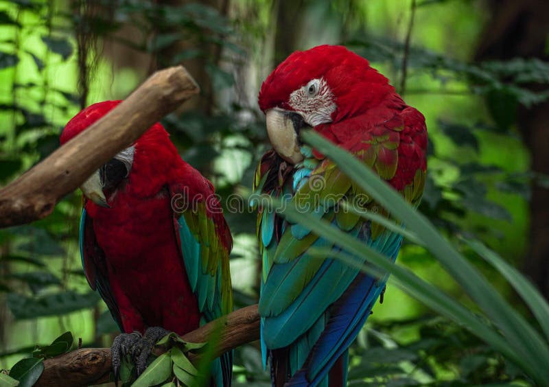 Two macaws stock photo. Image of animal, wildlife, green - 260065584