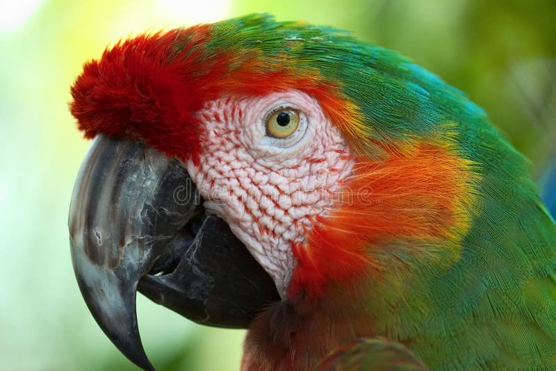 Macaw stock image. Image of green, macaw, eyes, colors - 266713