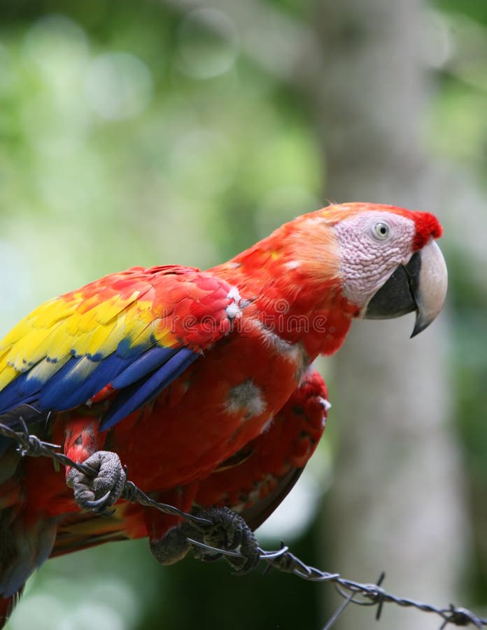 Scarlet Macaw eating fruit stock image. Image of rainforest - 39929055