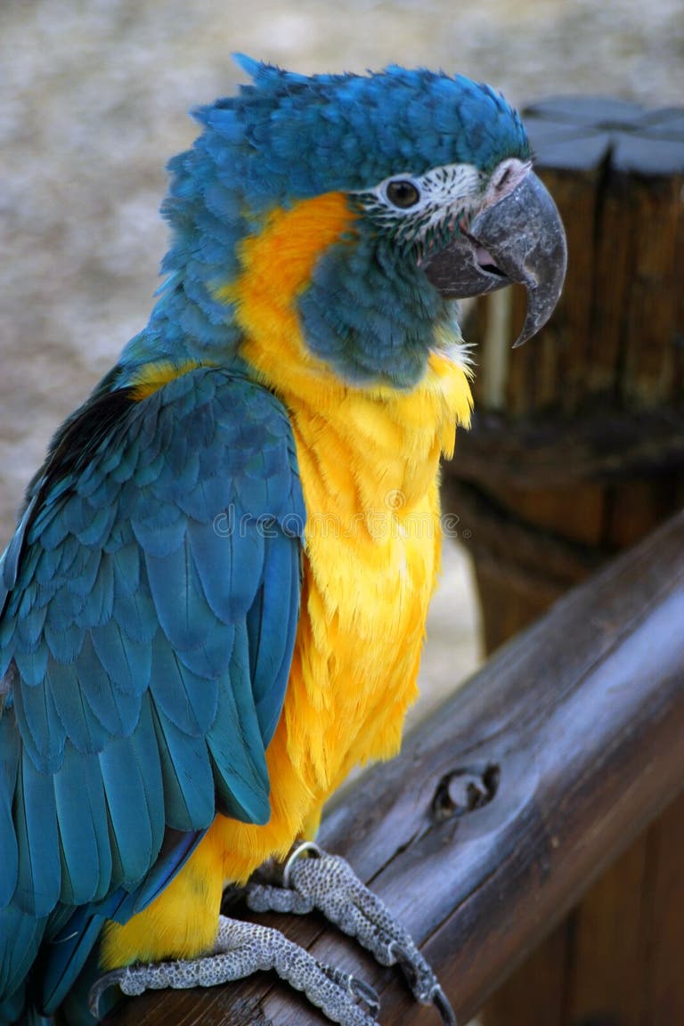 5,294 Amazon Rainforest Macaw Stock Photos - Free & Royalty-Free Stock ...