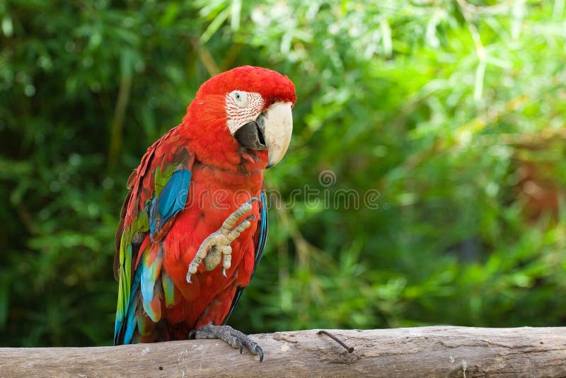 Macaw Picture. Image: 93672