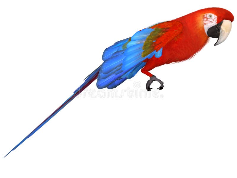 Macaw stock illustration. Illustration of feathers, beak - 8815844