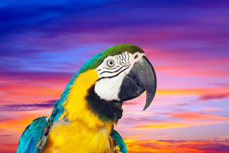 Macaw against sunset sky stock photo. Image of head, green - 79189430