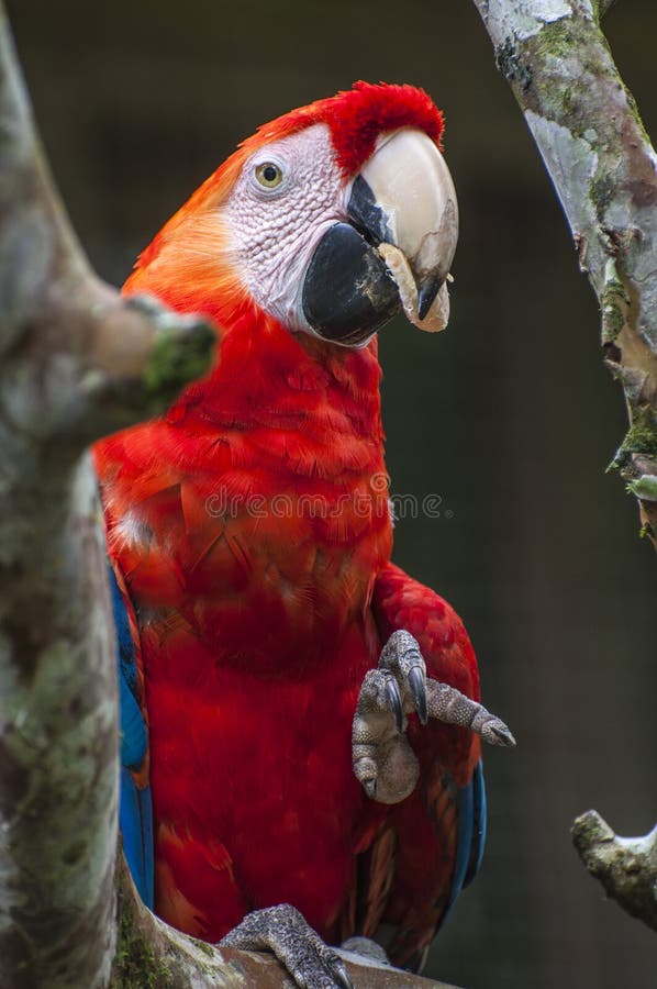 Macaw - Ara Ararauna, Ecuador Stock Photo - Image of latin, climate ...