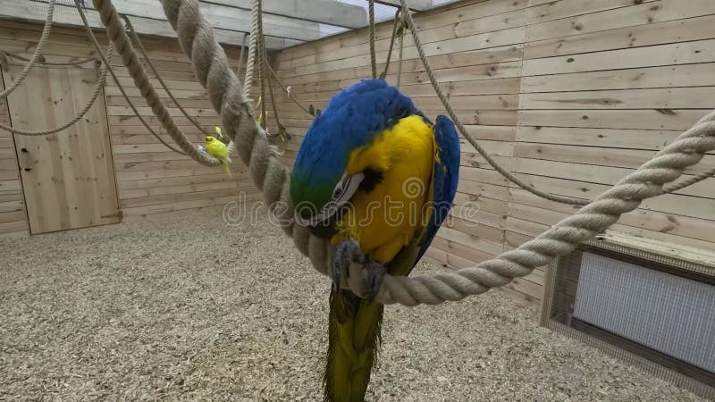 Macaw ARA Parrot Sits on a Rope Stock Video - Video of body, amazon ...