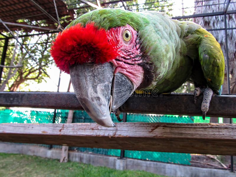 Macaw in Aviary stock image. Image of endangered, forest - 98779989