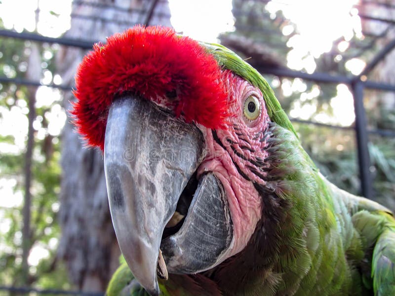 Macaw in Aviary stock image. Image of nature, jungle - 98780139