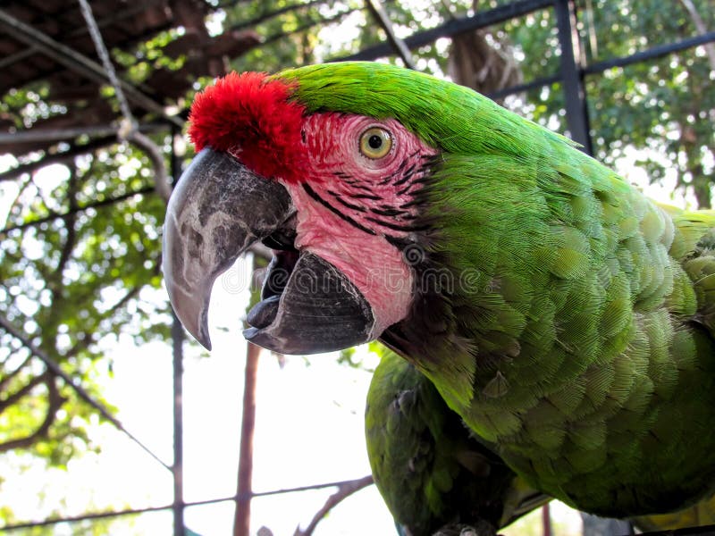 Macaw in Aviary stock image. Image of scarlet, wild, mexico - 98779013