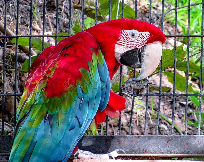 Macaw in Aviary stock image. Image of wild, birds, tropical - 98777757