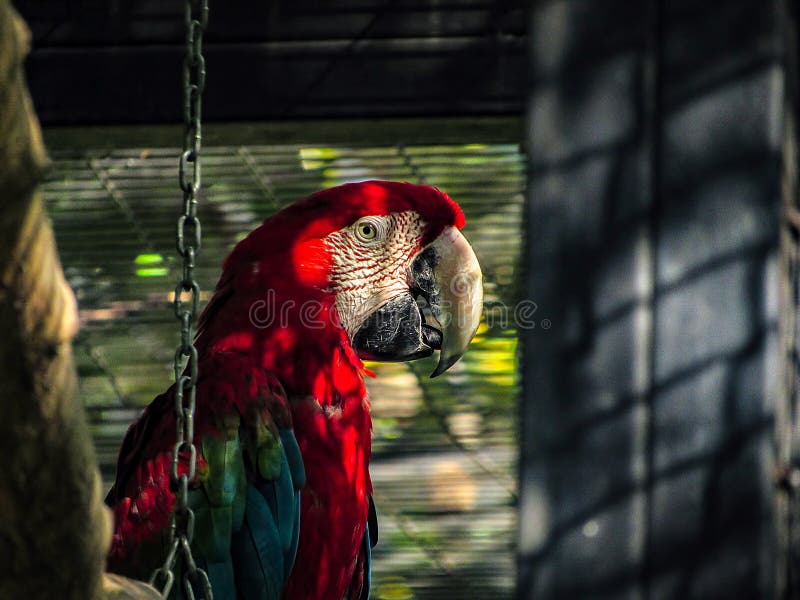 Macaw Standing on a Tree Branch in Aviary Stock Photo - Image of ...