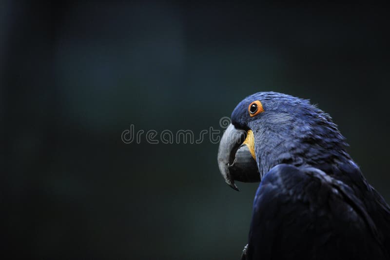 Macaw Azul En El Bosque Tropical Stock de ilustración - Ilustración de ...