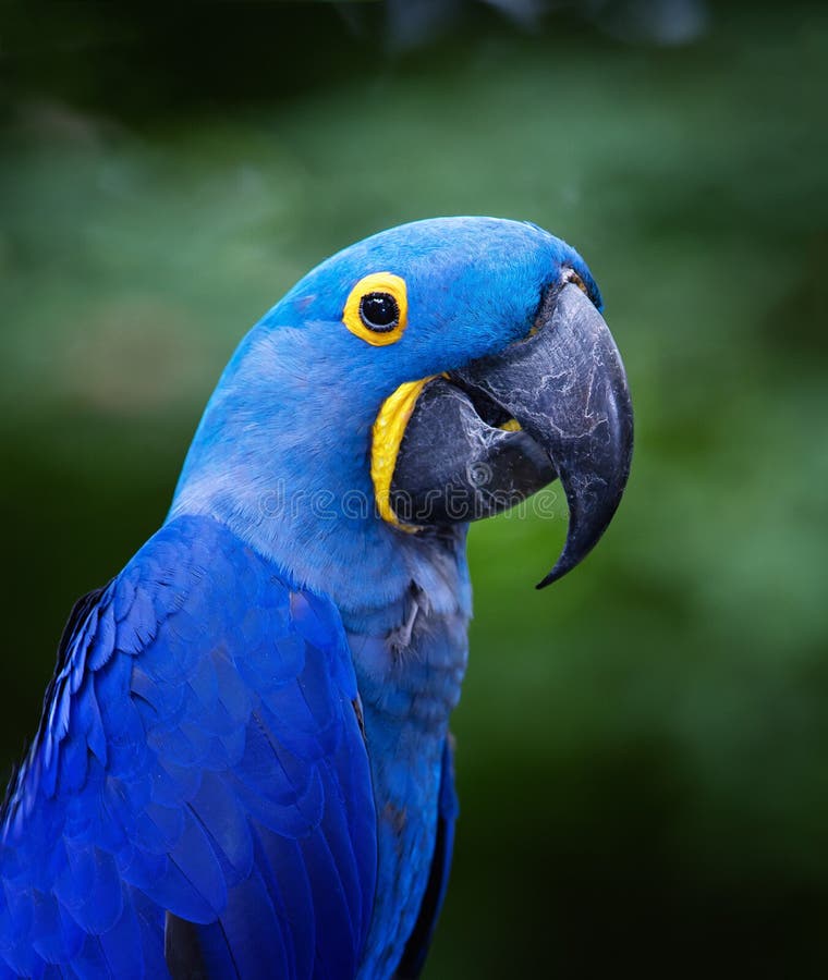 Macaw Azul En El Bosque Tropical Stock de ilustración - Ilustración de ...