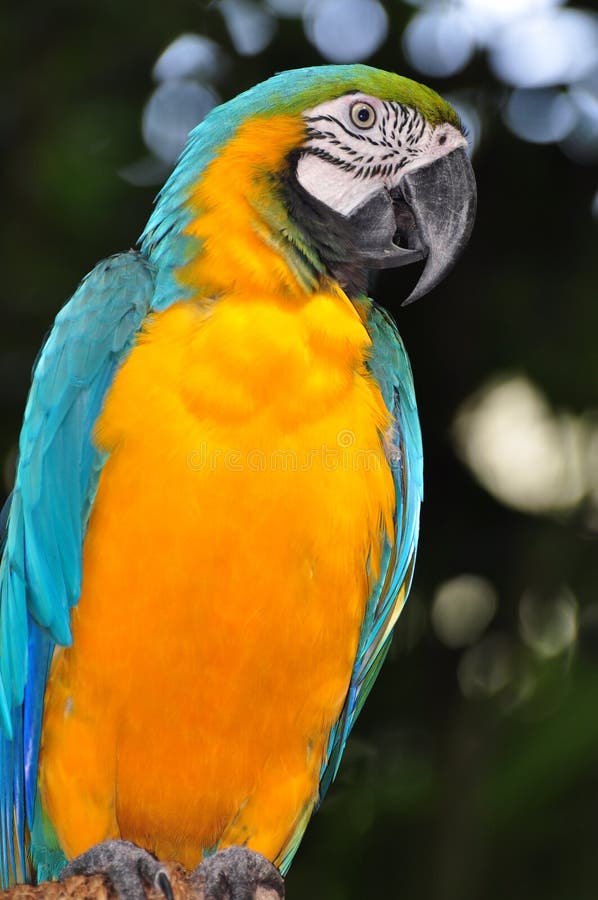 Macaw azul y amarillo foto de archivo. Imagen de azul - 12781186