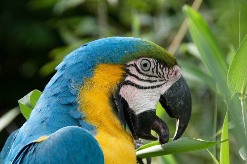 Macaw Azul-y-amarillo foto de archivo. Imagen de tropical - 13674226