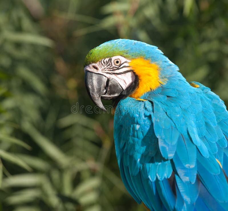 Macaw azul y amarillo. foto de archivo. Imagen de lindo - 21039598