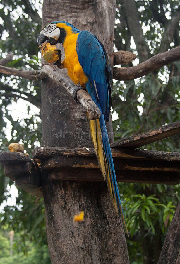 Macaw Azul Y Amarillo Que Come Un Mango Imagen de archivo - Imagen de ...