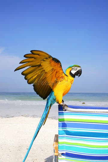 Macaw Beach stock photo. Image of sand, yellow, bird, flying - 294222