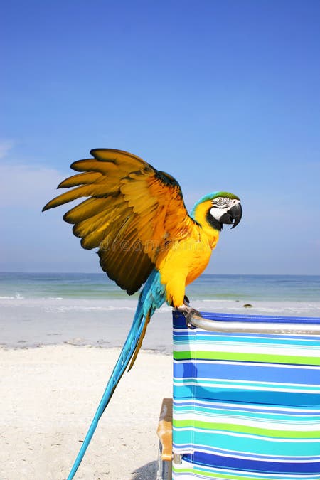 Macaw Beach stock photo. Image of sand, yellow, bird, flying - 294222