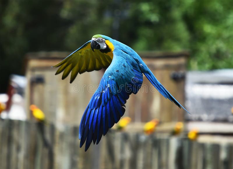 Macaw stock photo. Image of macaw, grass, forest, countryside - 117680968