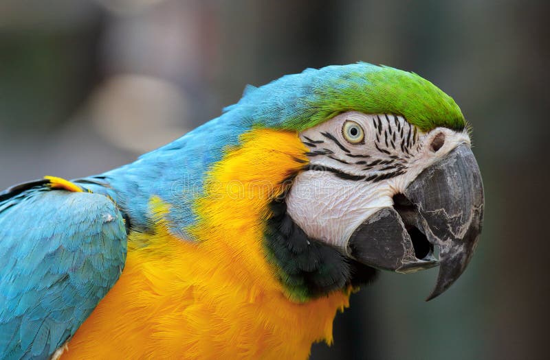 Macaw bird stock photo. Image of forest, animal, exotic - 28352946