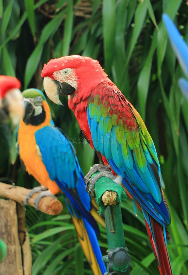 Macaw Bird stock image. Image of farm, macaw, bird, colorful - 70297905