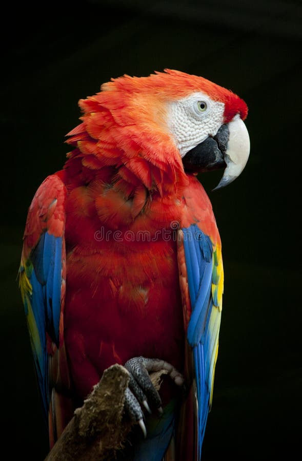 Macaw bird stock image. Image of background, beautiful - 48829601