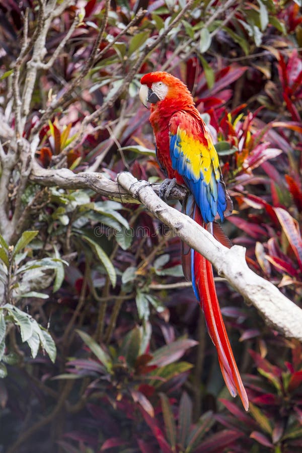 Macaw Bird Full Length Side Profile while Perched on a Branch Stock ...