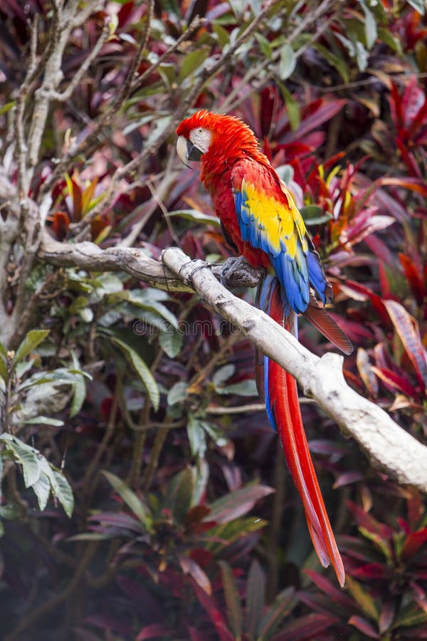 Macaw Birds in a Tree in the Jungle Stock Photo - Image of animal ...