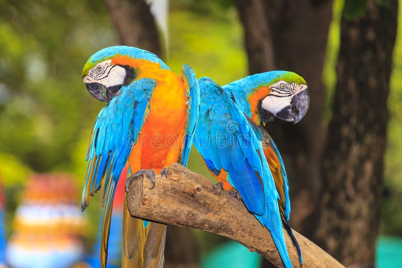 Macaw bird stock image. Image of portrait, beautiful - 33168433