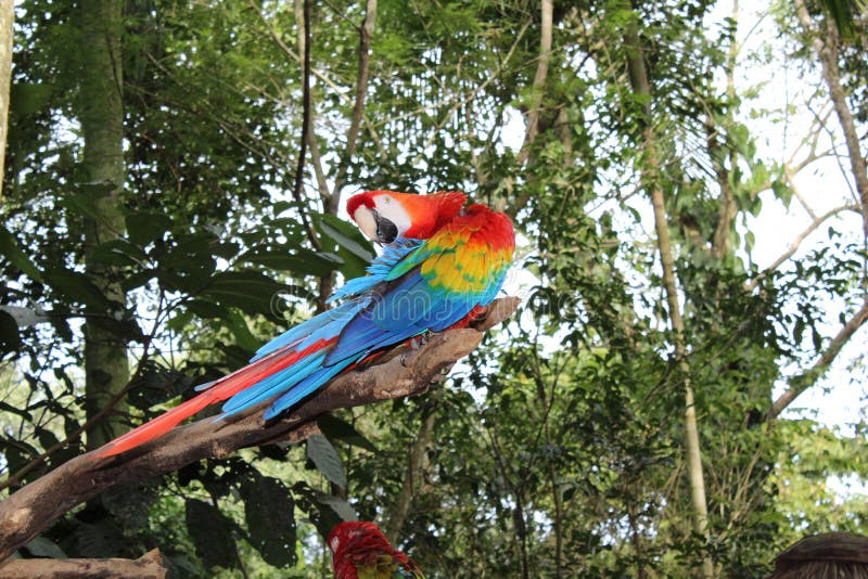 Macaw, Bird, Parrot, Vertebrate Stock Photo - Image of bird, vertebrate ...