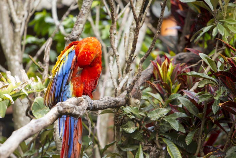Macaw Bird Preening while Sitting in a Tree Stock Photo - Image of ...