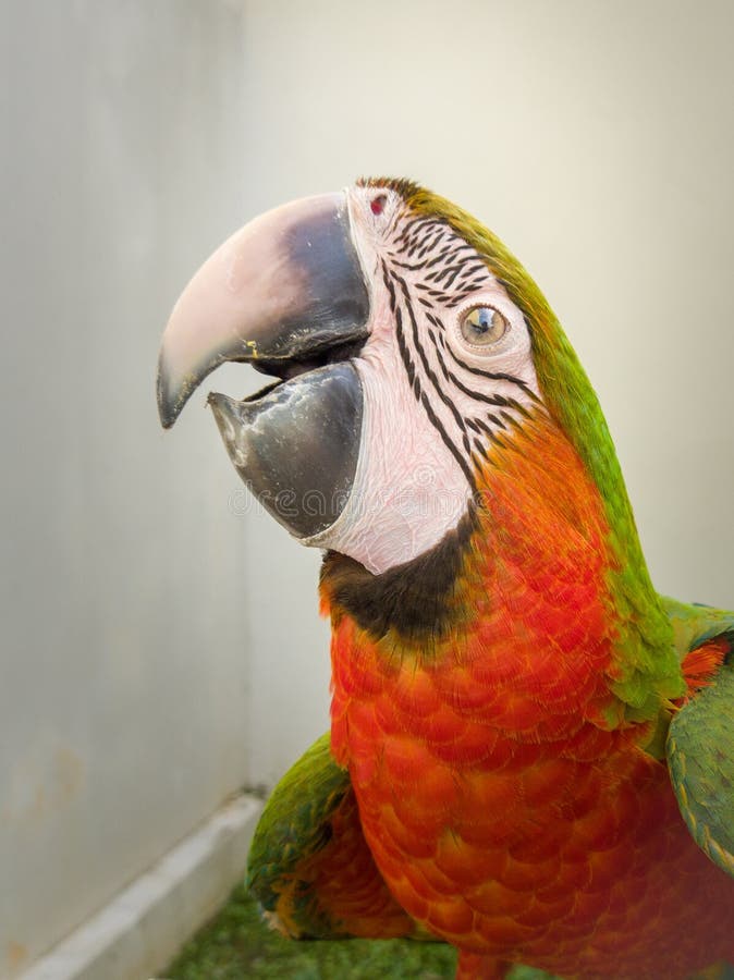 Happy bird side view stock image. Image of side, finch - 222434001