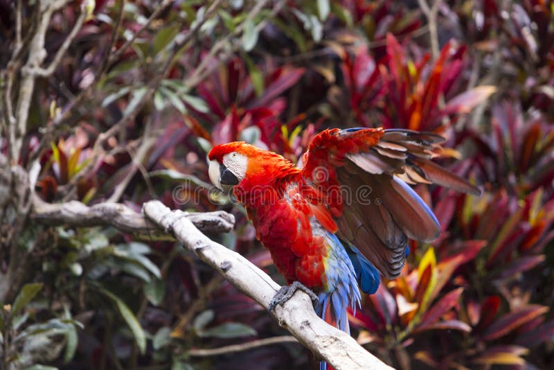 Colourful wings of macaw stock image. Image of abstract - 5842805