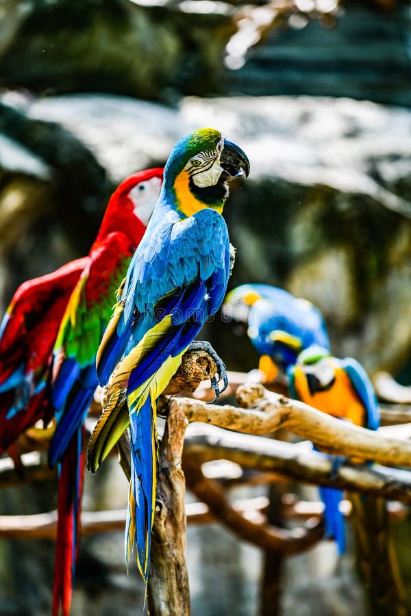 Macaw bird in Thai stock image. Image of thai, color - 263642721