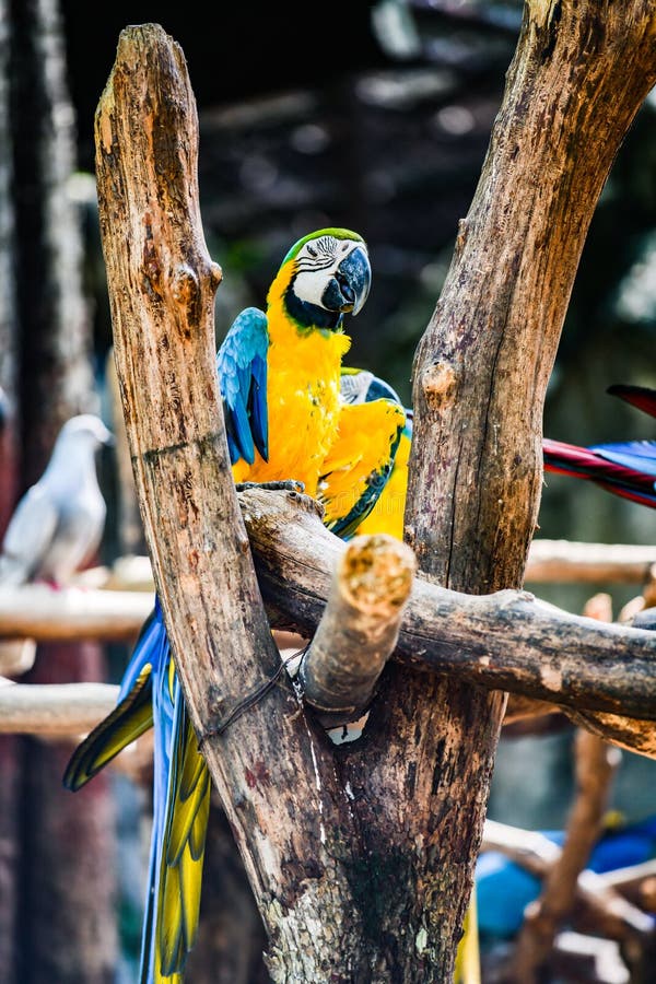 Macaw bird in Thai stock photo. Image of parrot, beautiful - 263642764