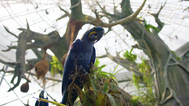Macaw Bird on a Tree Branch Looking Down Stock Video - Video of exotic ...