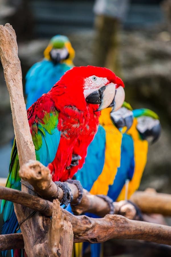 Macaw bird on tree stock image. Image of tree, macro - 247598241