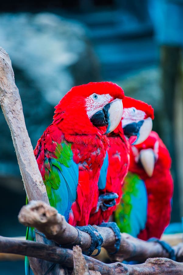 Macaw bird on tree stock image. Image of color, animals - 247746587