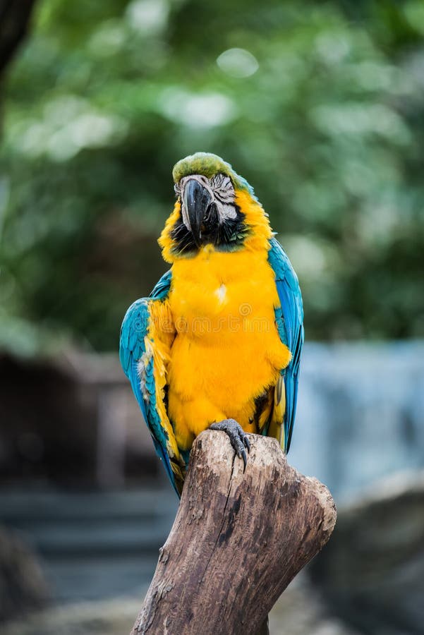Macaw bird on tree stock image. Image of macro, bird - 247437881