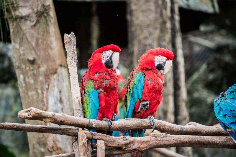 Macaw bird on tree stock image. Image of jungle, bird - 247746585