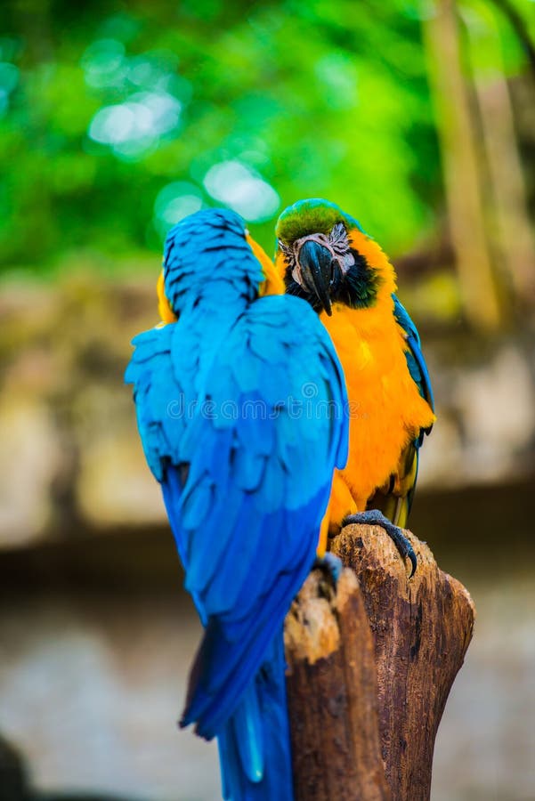 Macaw bird on tree stock photo. Image of lovely, outdoors - 247746590