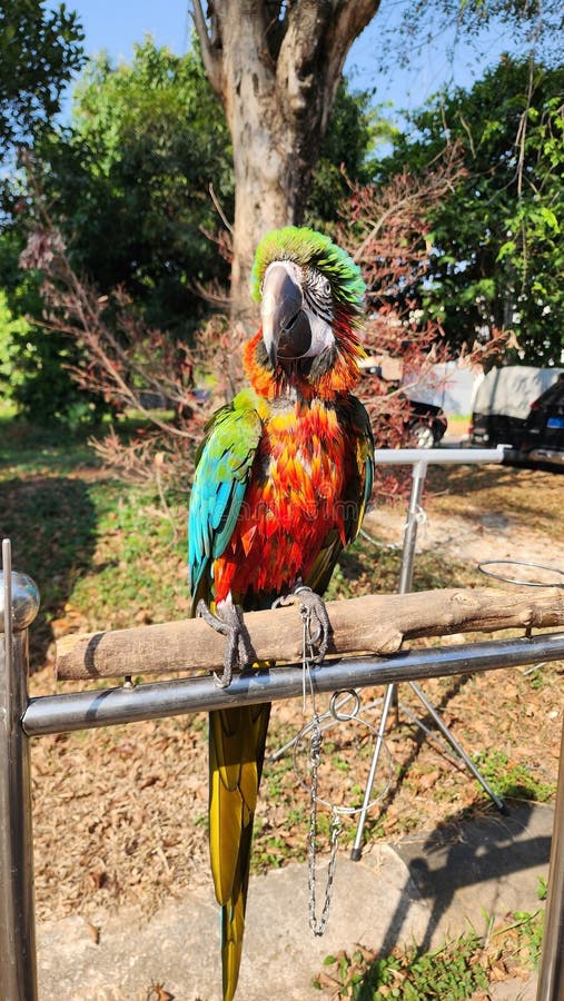 Macaw bird red stock photo. Image of macaw, bird - 288305584