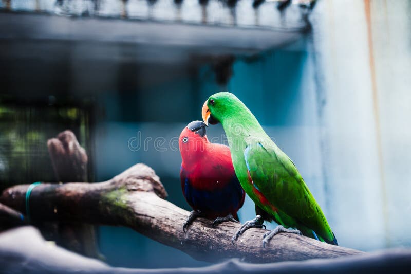 Macaw Birds stock image. Image of birds, nature, abstract - 27700775