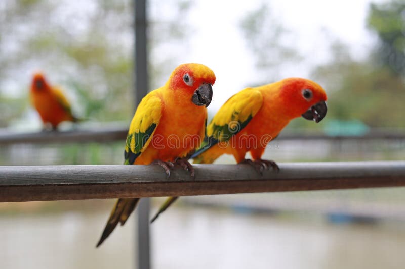 Macaw Birds Animal Catch on Iron Railing in Zoo Stock Image - Image of ...