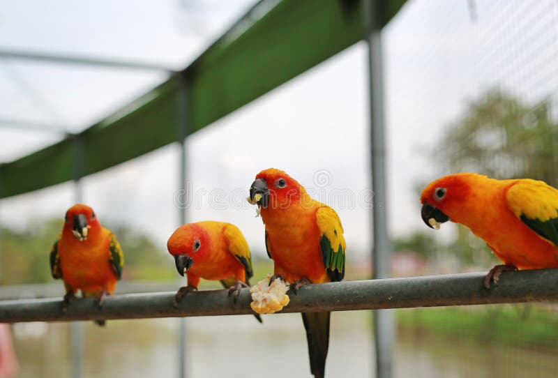 Macaw Birds Animal Catch on Iron Railing in Zoo Stock Image - Image of ...