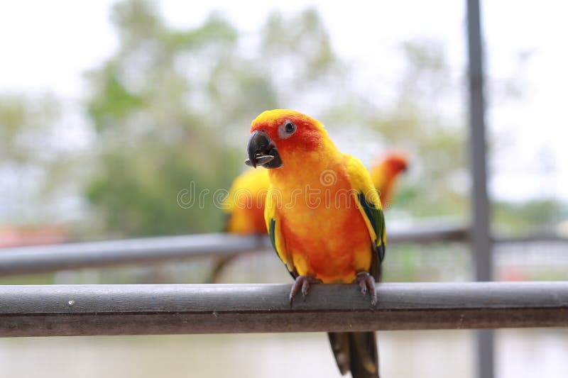 Macaw Birds Animal Catch on Iron Railing in Zoo Stock Image - Image of ...