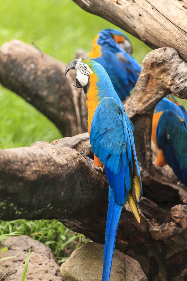 Macaw birds stock photo. Image of portrait, parrot, fauna - 33167548